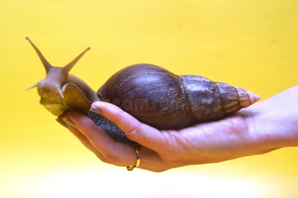 Giant Achatina snail stock image. Image of antenna, studio - 291277319