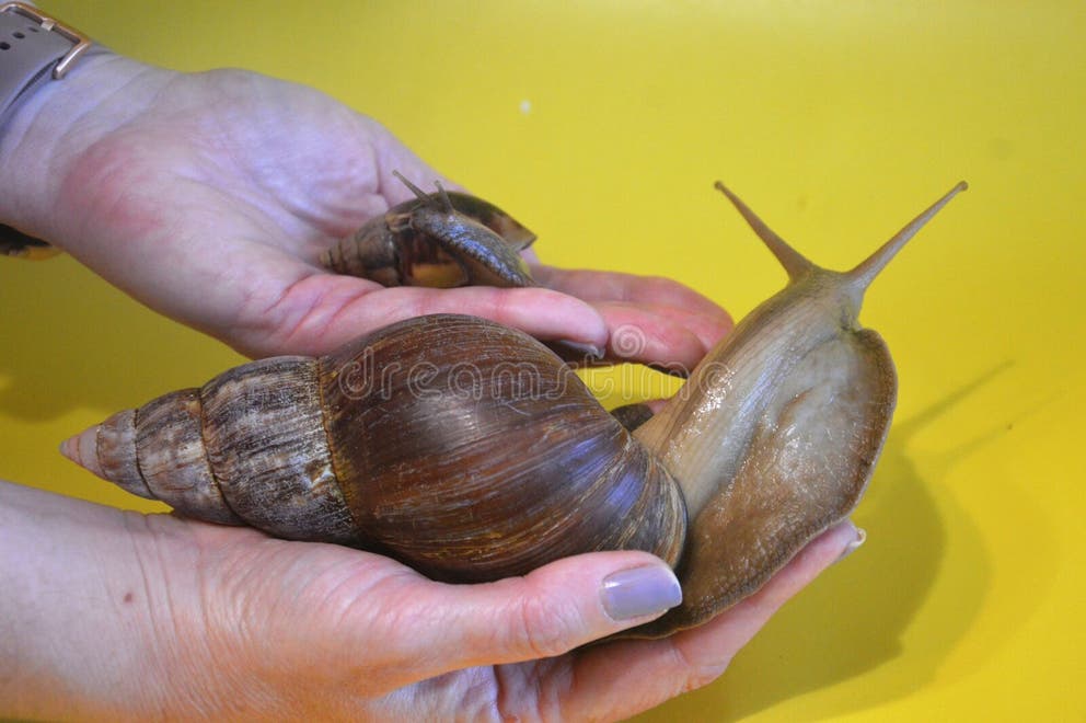 Giant Achatina snail stock image. Image of closeup, brown - 291277469