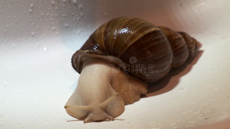 Giant Achatina Snail Bathes in a Shell. Close Up Stock Footage - Video ...