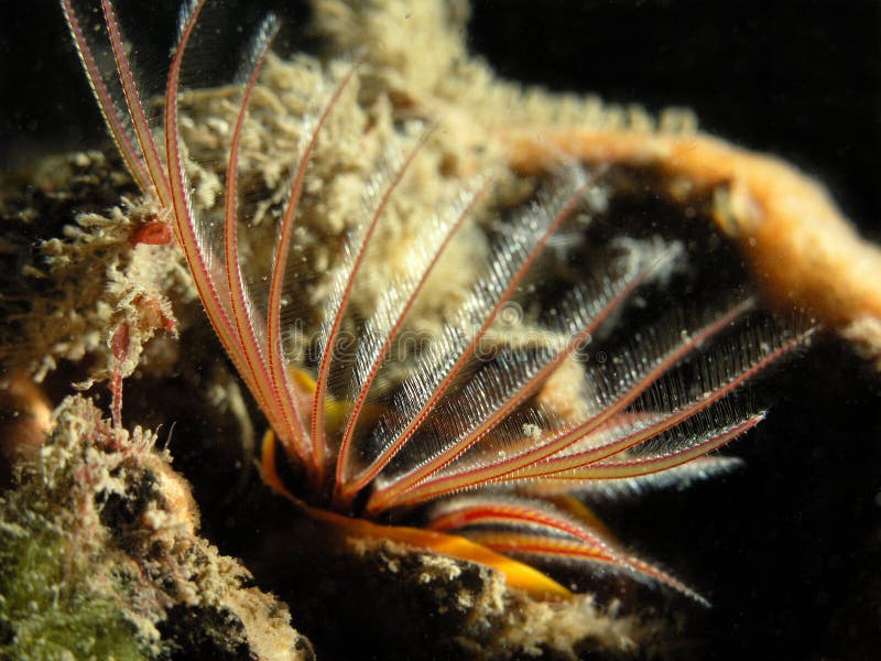 Giant Acorn Barnacle stock image. Image of barnacle, balanus - 4721913