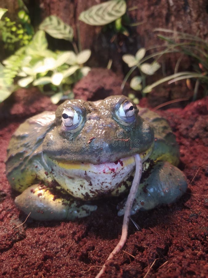 Giant African Bullfrog stock photo. Image of giant, nature - 290184584
