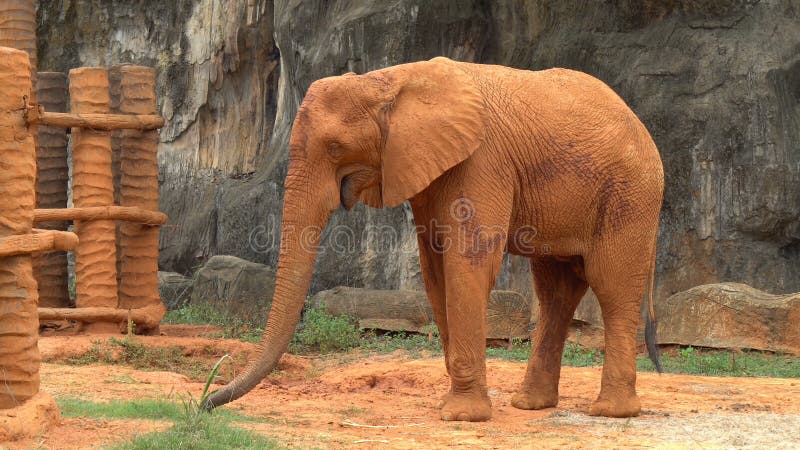 Giant African Elephant with Stick Red Soil Stand Stock Video - Video of ...