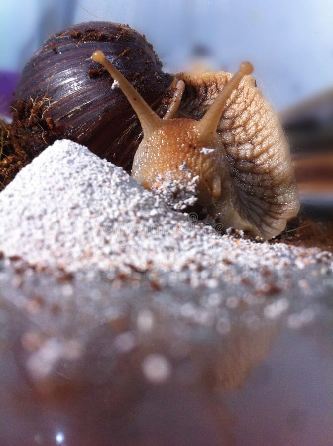 Giant African Kalutara Snail Stock Photo - Image of aquarium, giant ...