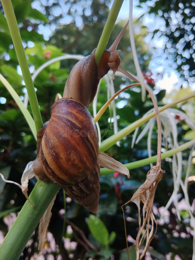 A giant african land snail stock photo. Image of land - 272955810