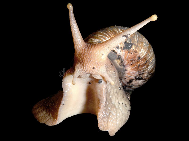 Giant African land snail stock photo. Image of mollusk - 29417480