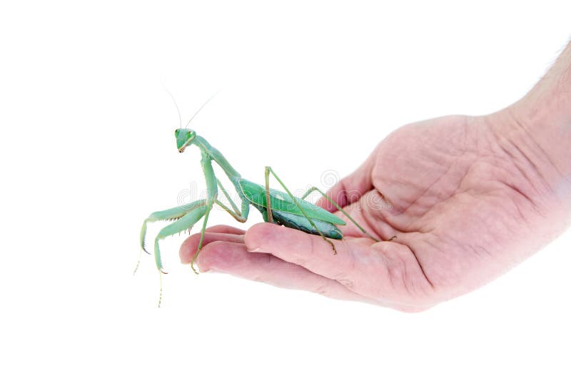Giant African Mantis, Sphodromantis Viridis, on Hand Stock Photo ...