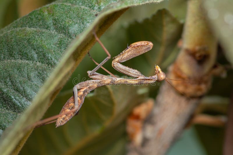 Giant African Mantis, Sphodromantis Viridis, on a Leaf Stock Image ...