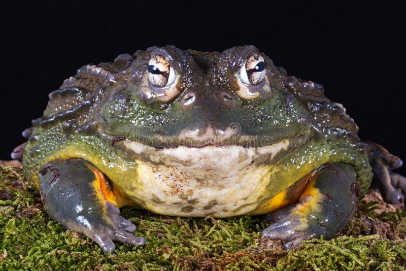 Toad With Big Neck