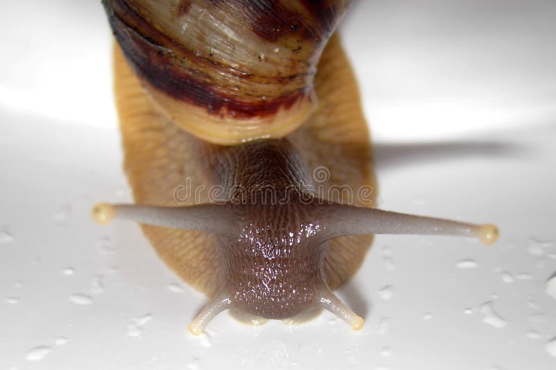 Giant African Snail Achatina Reticulata Stock Image - Image of pair ...