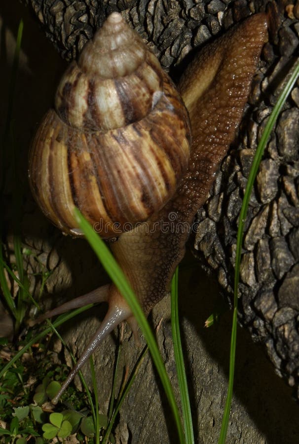 Giant African Snail stock photo. Image of agriculture - 315380074 Giant African Snail stock photo. Image of agriculture - 315380074