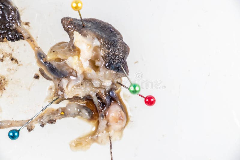 Giant African Snail in the Laboratory. Stock Photo - Image of ...