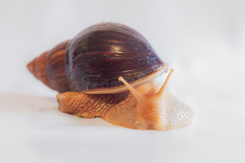 Giant African Snake in a Studio Image stock - Image du fermer, lent ...