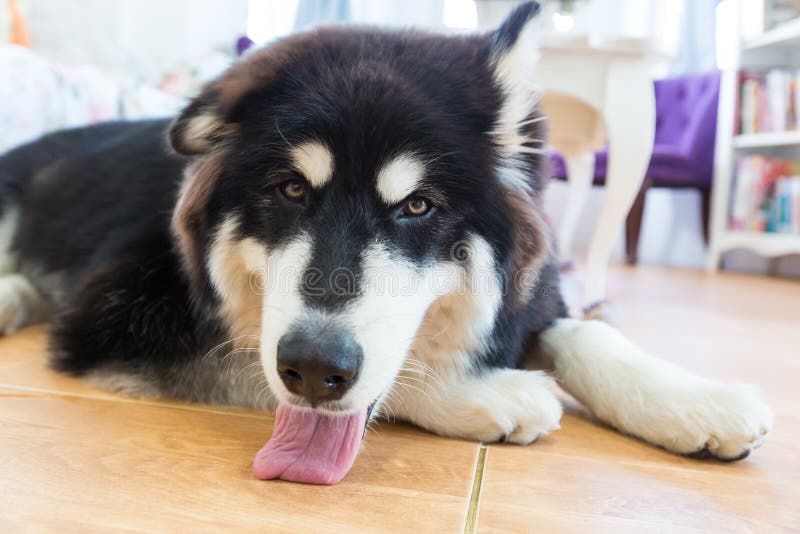 Giant Alaskan Malamute Smiling in the Room Stock Photo - Image of doggy ...