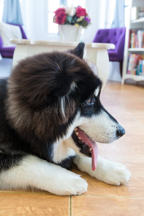 Giant Alaskan Malamute Smiling in the Room Stock Photo - Image of black ...