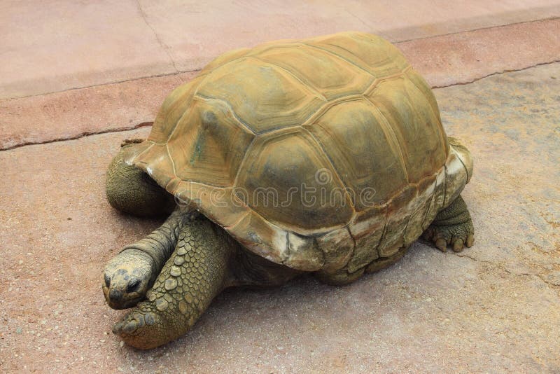 Giant aldabra tortoise stock image. Image of animal, aldabra - 60904809