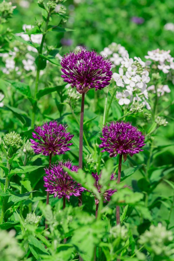 Giant Allium Flower Heads in Sunshine Stock Photo - Image of allium ...