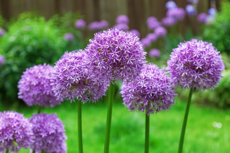 Giant Allium stock photo. Image of bloom, flowers, grass - 42520868