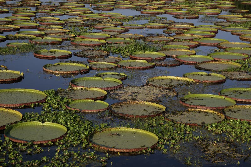 Giant Amazon Water Lily, Victoria Amazonica Stock Image - Image of ...