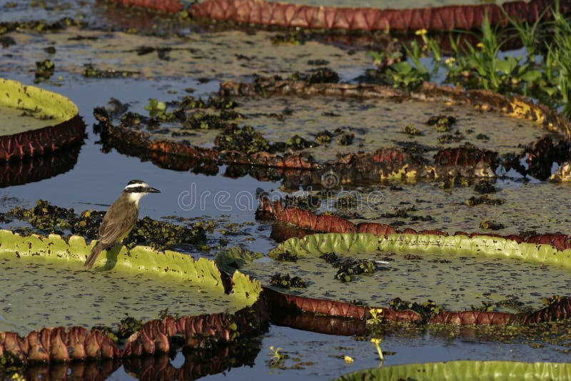 Giant Amazon Water Lily, Victoria Amazonica Stock Photo - Image of ...