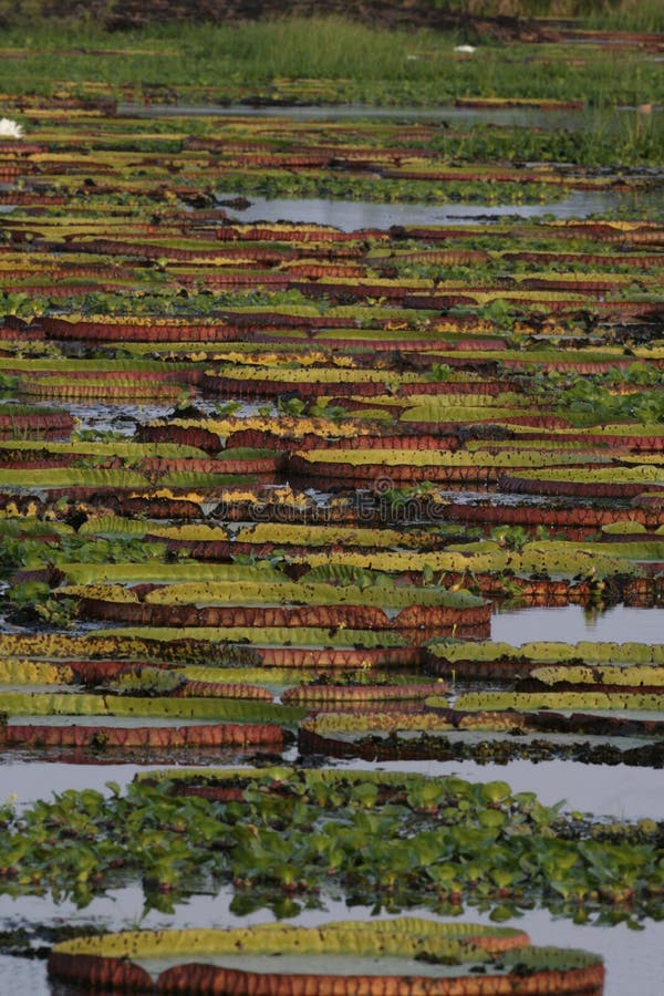 Giant Amazon Water Lily, Victoria Amazonica Stock Image - Image of ...