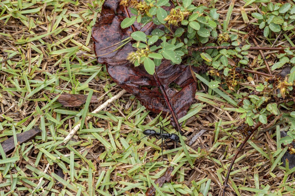Giant Amazonian Ant stock photo. Image of hymenopteran - 309080238