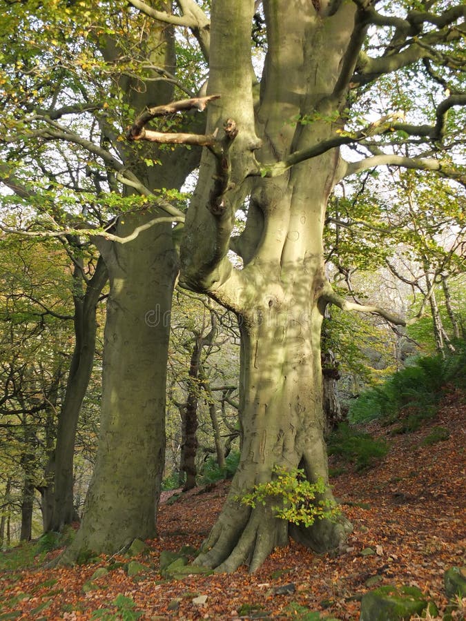 Giant Ancient Beech Trees in Spring Forest on Sloping Hillside Stock ...