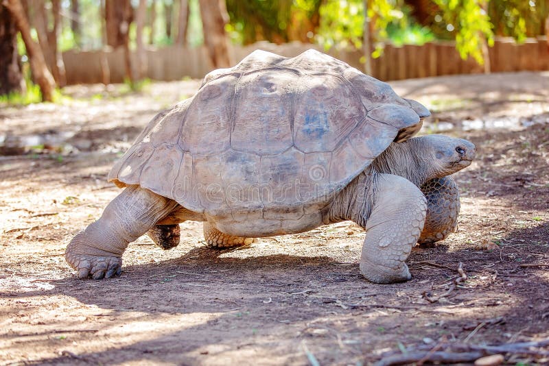 A Giant Ancient Galapagos Tortoise Stock Image - Image of back ...