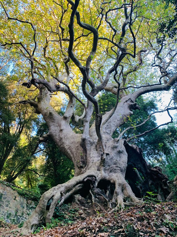 The Thousand-year-old Plane Tree of Curinga Stock Image - Image of ...