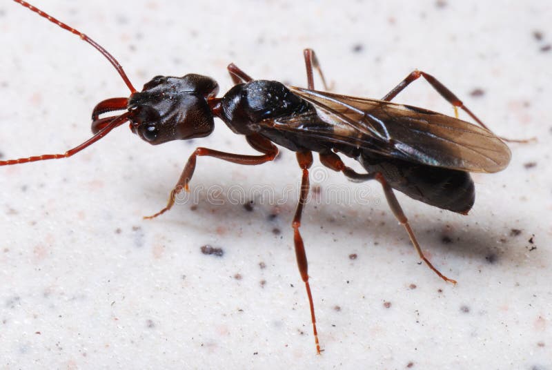 Giant Ant stock image. Image of subterranean, abdomen - 18458797