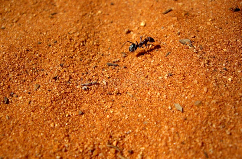 1,227 Giant Ant Photos - Free & Royalty-Free Stock Photos from Dreamstime