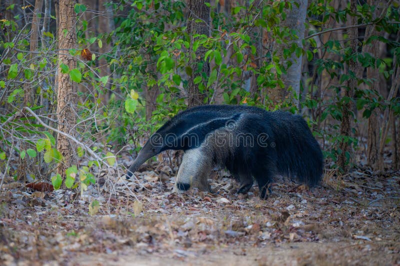 Giant Ant Eater on the Move Stock Photo - Image of walk, animal: 343412446