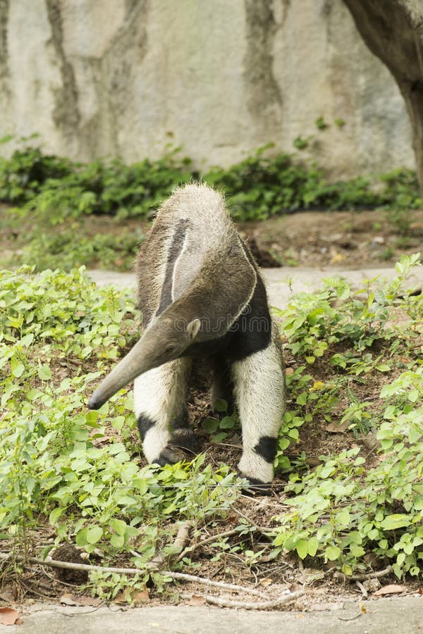 Giant ant eater stock image. Image of side, mato, nature - 71864281