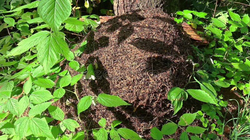 Giant Ant-hill Full of Working Ants on a Sunny Summer Day Stock Footage - Video of arthropods ...