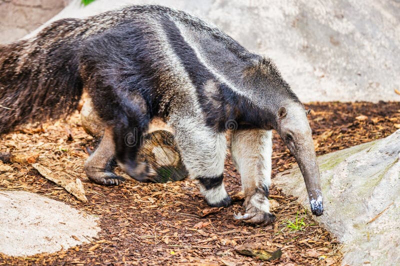 Giant Anteater, Animal Walking on the Ground Stock Photo - Image of ...