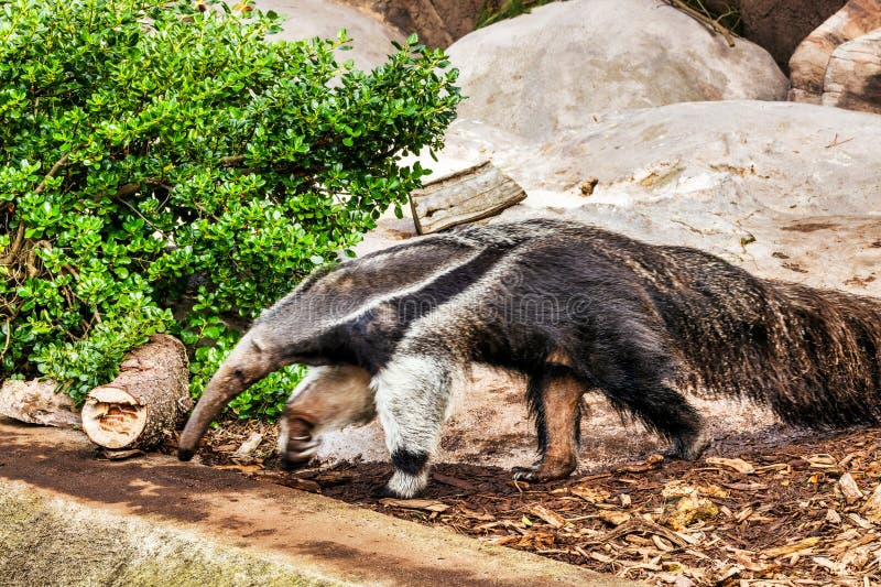 Giant Anteater, Animal Walking on the Ground Stock Photo - Image of ...