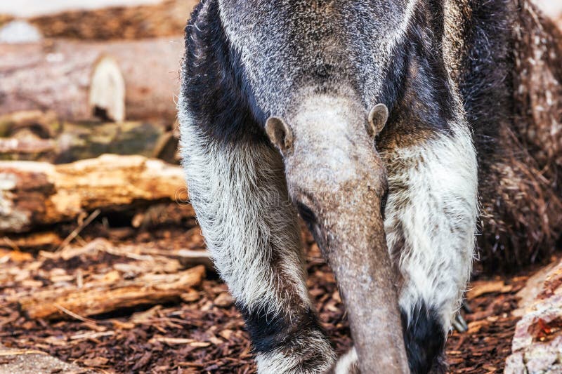 Giant Anteater, Animal Walking on the Ground Stock Photo - Image of ...