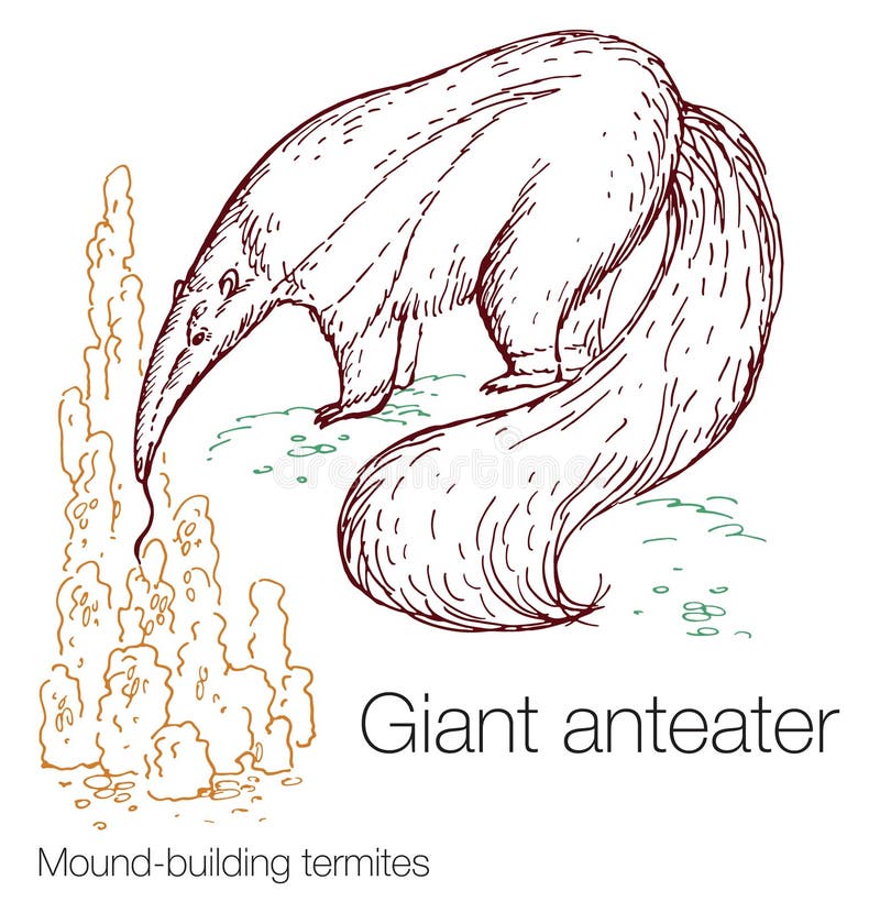 Giant Anteater and Mound-building Termites Hand Drawn Vector ...
