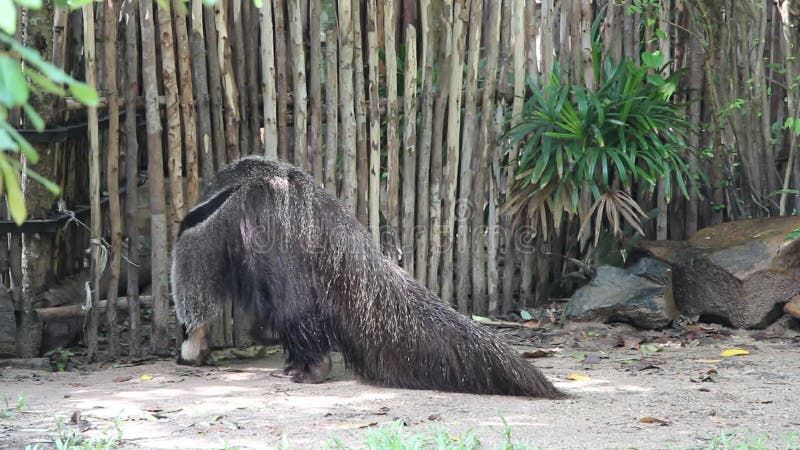 Giant Anteater Walking in Natural Habitat Enclosure Stock Footage ...