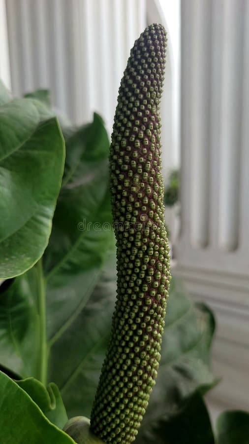 Anthurium Seed Tower Stock Photos - Free & Royalty-Free Stock Photos from Dreamstime