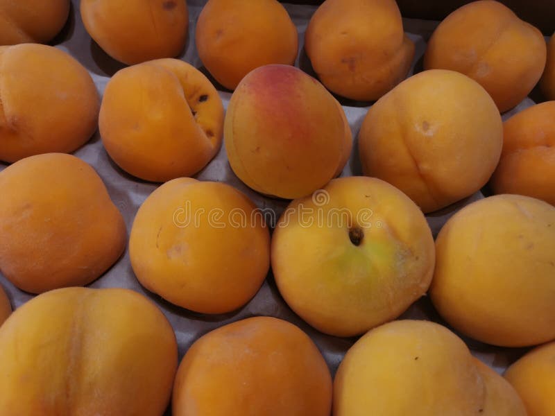Giant Apricots for Comparison and a Normal Apricot Next To it Stock ...
