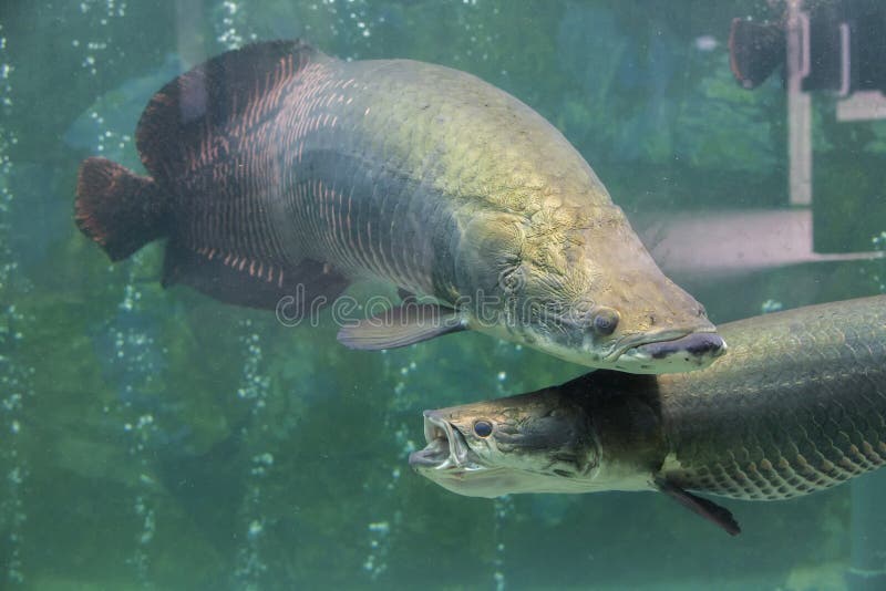 Giant Arapaima stock photo. Image of fish, tranquil, north - 24247322