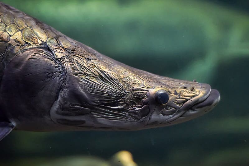 Giant Arapaima stock image. Image of hobby, aquarium - 52269231