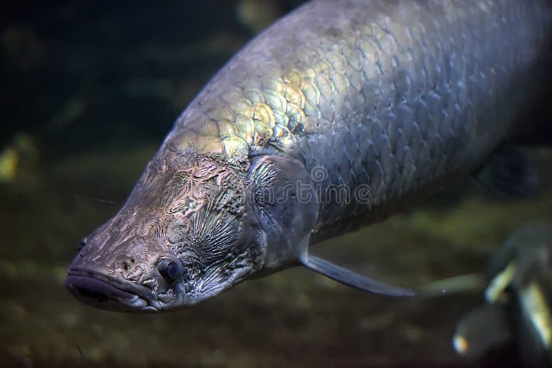 Giant Arapaima stock photo. Image of fish, tranquil, north - 24247322