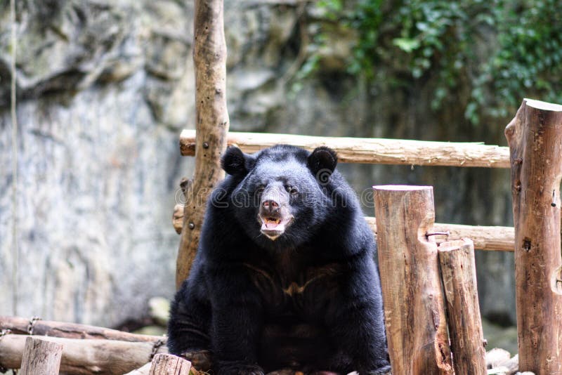 A smile bear stock image. Image of smile, giant, black - 123698163