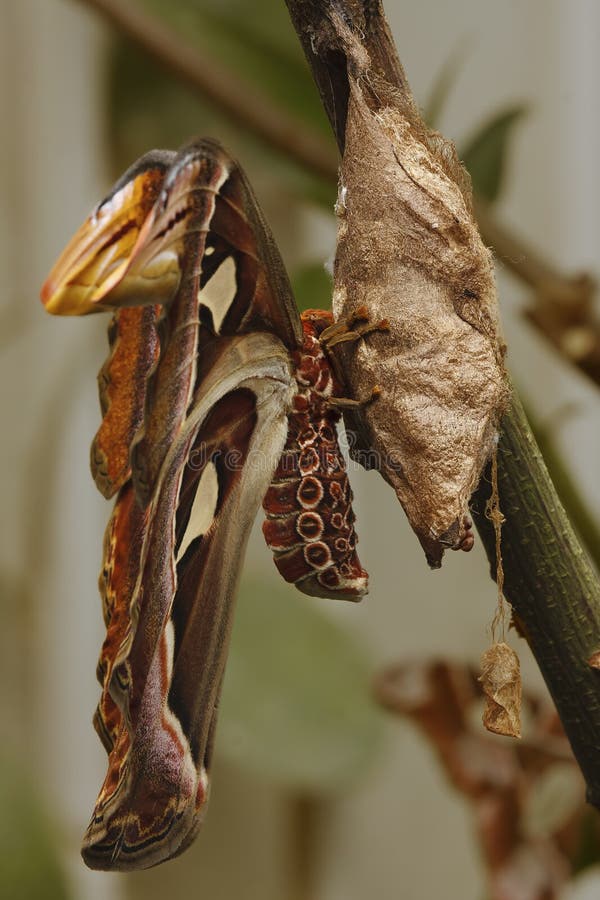 Giant Atlas Moth stock image. Image of colourful, consume - 40052843