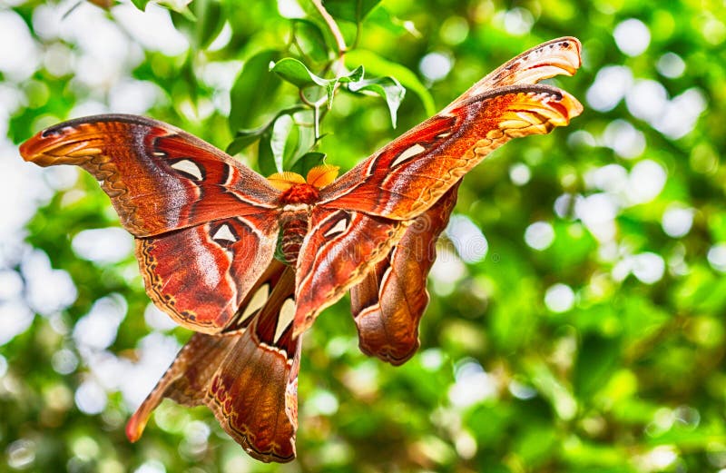 Giant Atlas Moth stock photo. Image of atlas, kite, animal - 91482492