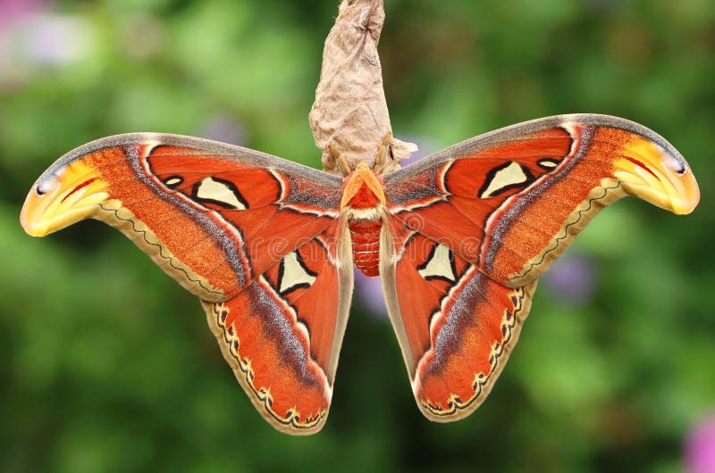 The Giant Atlas Moth in Summer Stock Photo - Image of wild, young ...