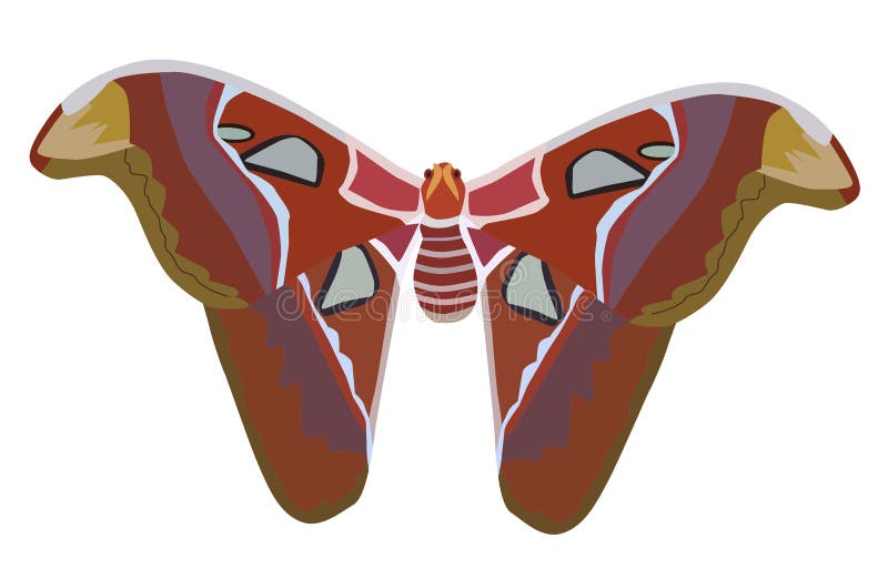 Giant Atlas Moth stock vector. Illustration of brown - 46367473