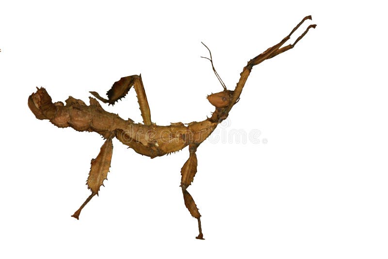 Giant Australian Prickly Stick Insect . Stock Image - Image of ...