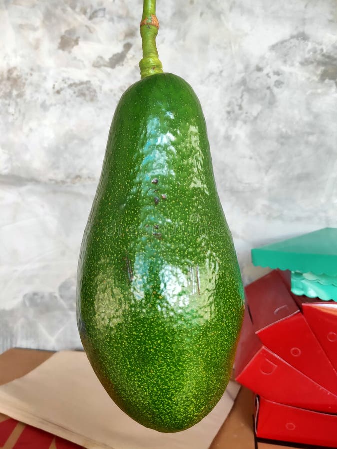 Giant Avocado stock image. Image of leaf, giant, flower - 221191209